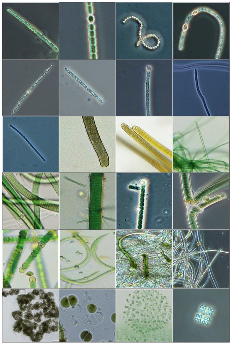 Cyanobacterial and Algal Toxins at the Land-Sea Interface along the ...