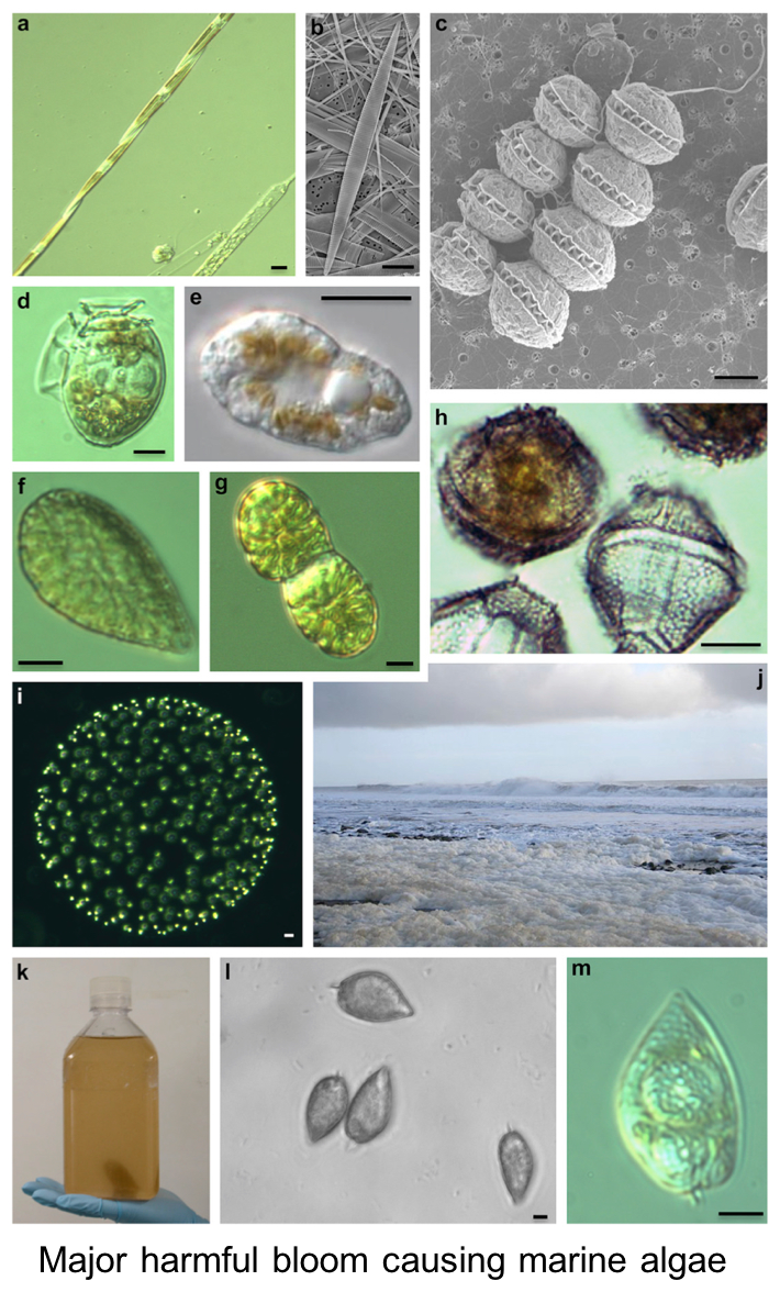 Harmful Algal Bloom (HAB) Monitoring & Ocean Desalination - Caron Lab