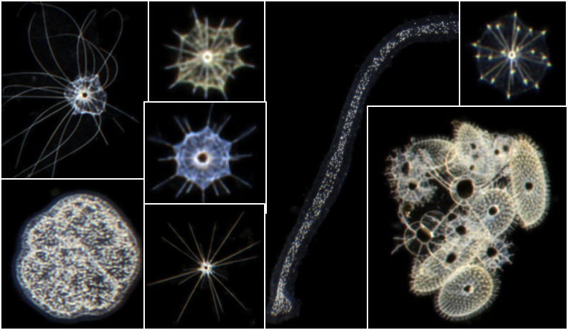Protistan Biodiversity, Trophic Activities and Biogeochemistry at ...
