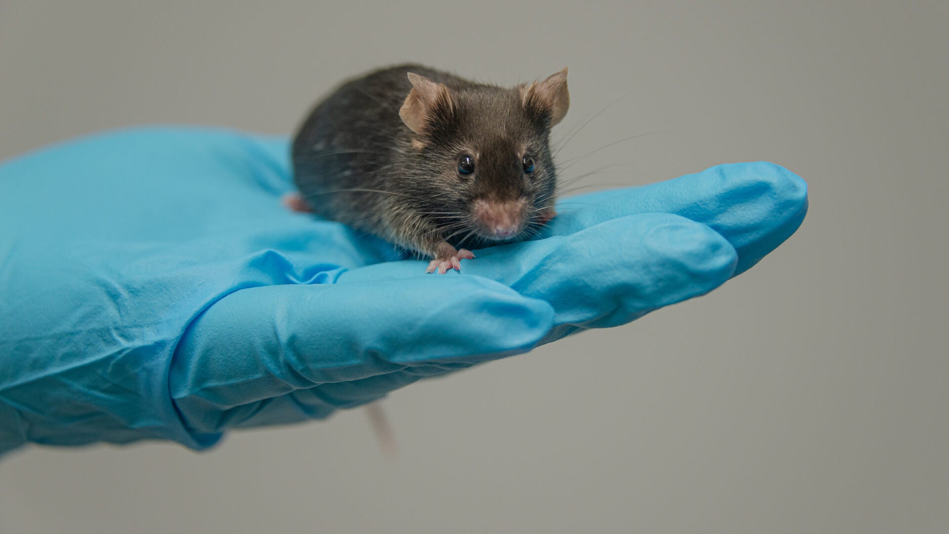 Similar tuning of distortion-product otoacoustic emission ratio ...