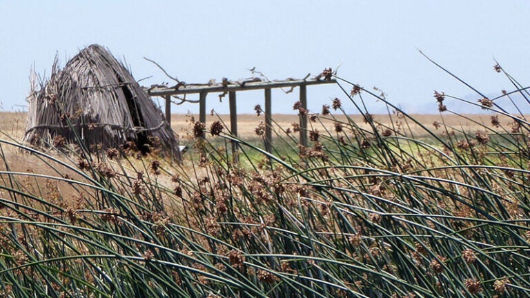 Bringing an Indigenous language back from the brink of extinction