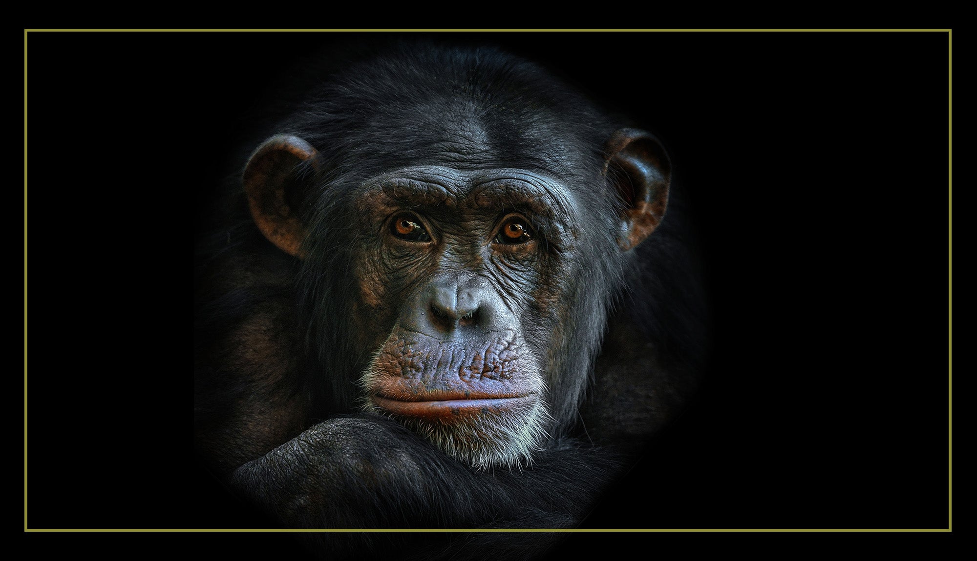 The Great Apes’ Guide to Human Nature