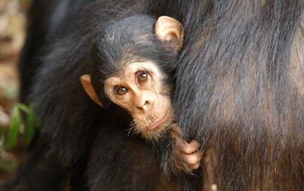 Chasing Chimps