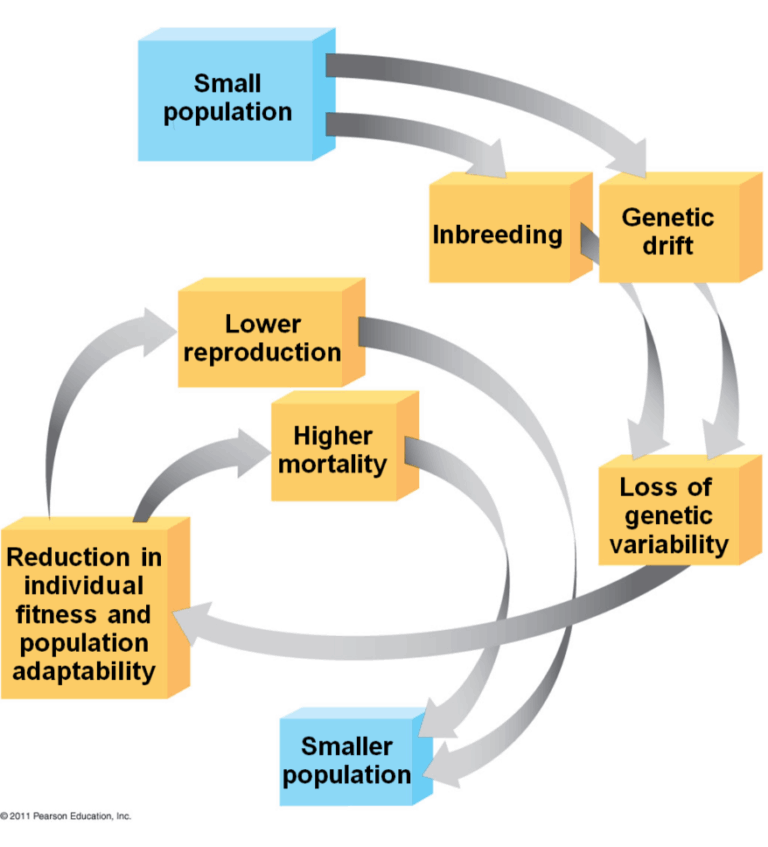 How past extinctions can help us manage climate change today